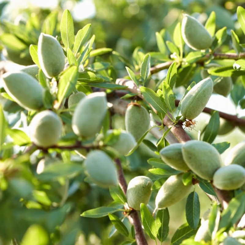 Bio-Mandeln 800g Süßmandeln der Sorte Guara aus regenerativem Bioanbau